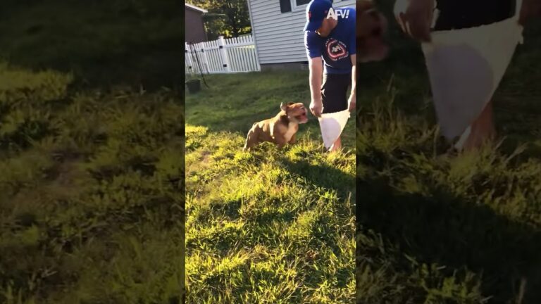 Olé, Olé! 😂 #shorts #fail #funny #bull #dog » Zodiac TV Global